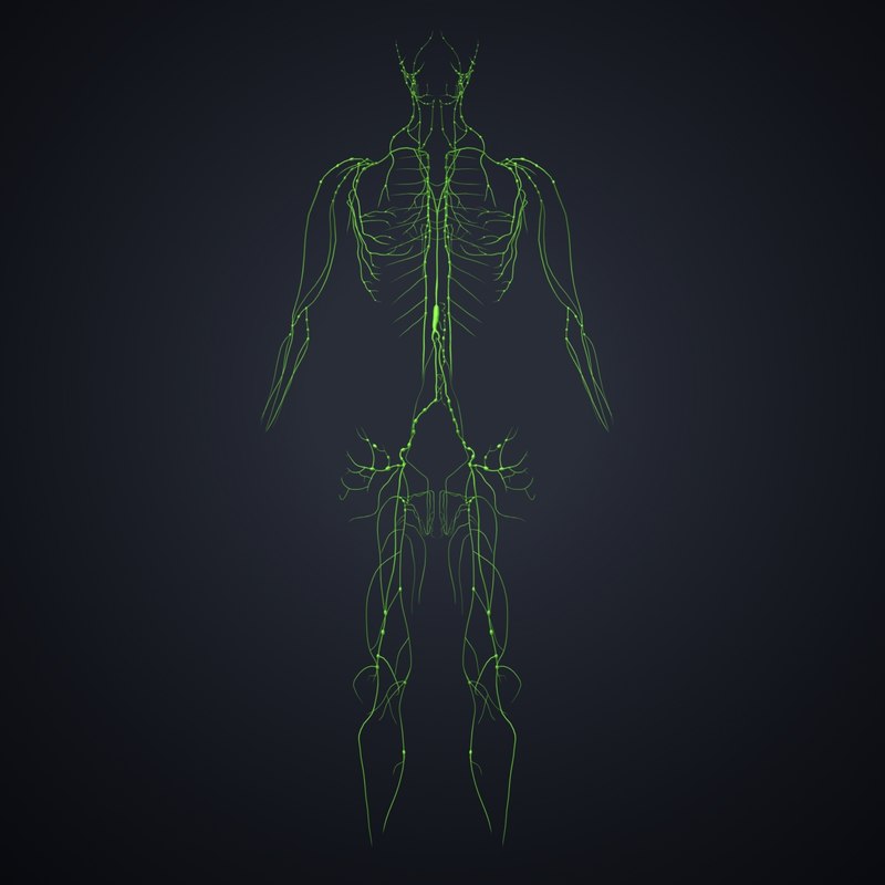 Lymph nodes 3D model - TurboSquid 1218011