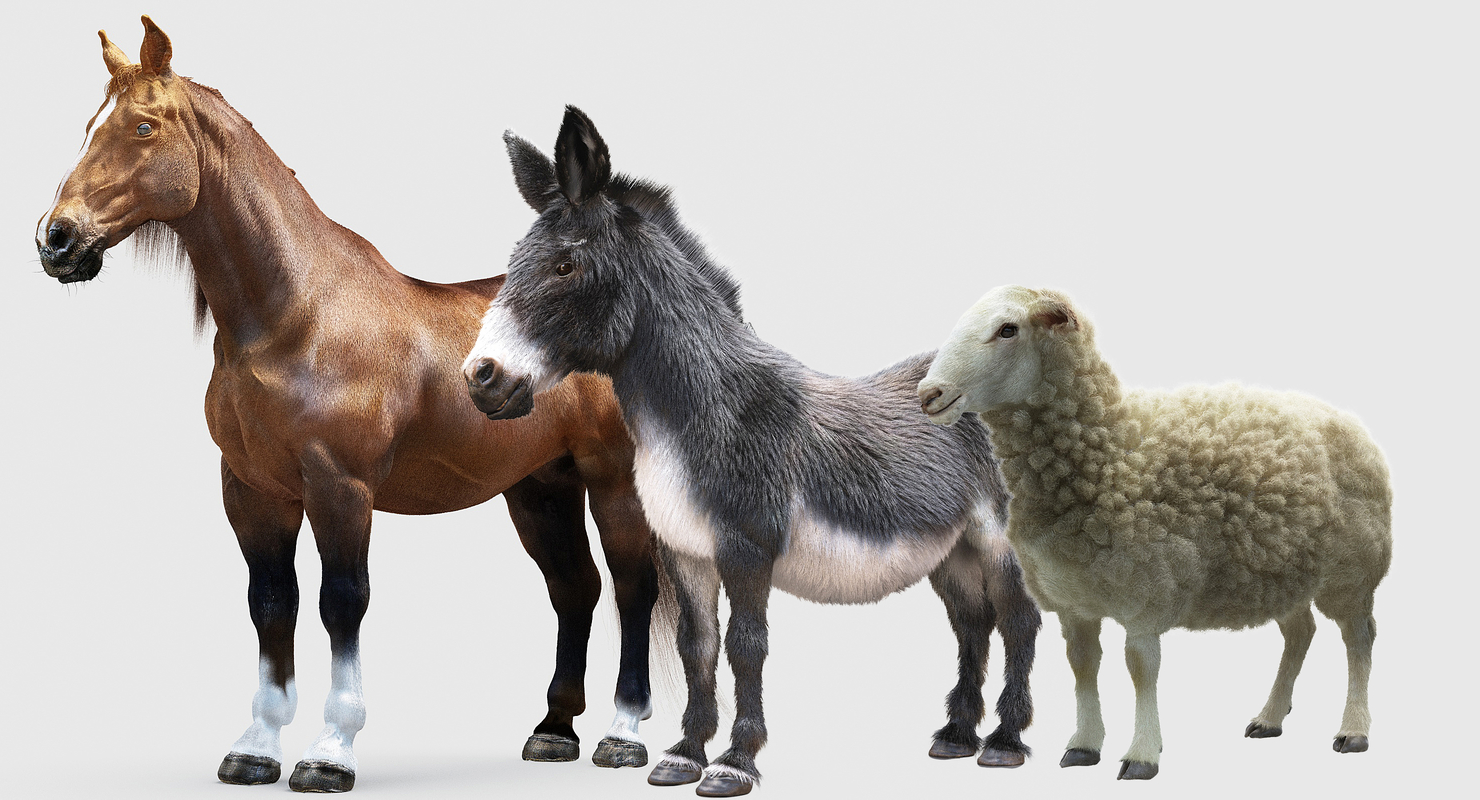 Animais Coleção Ornatrix (Cavalo / Burro / Ovelha) Modelo 3D ...