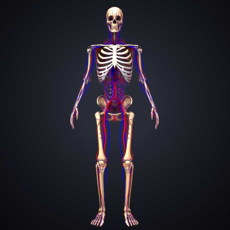 Skeleton arteries veins 3D model - TurboSquid 1218190
