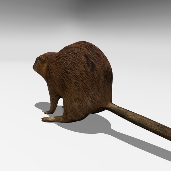 Beaver 3D model - TurboSquid 1218214