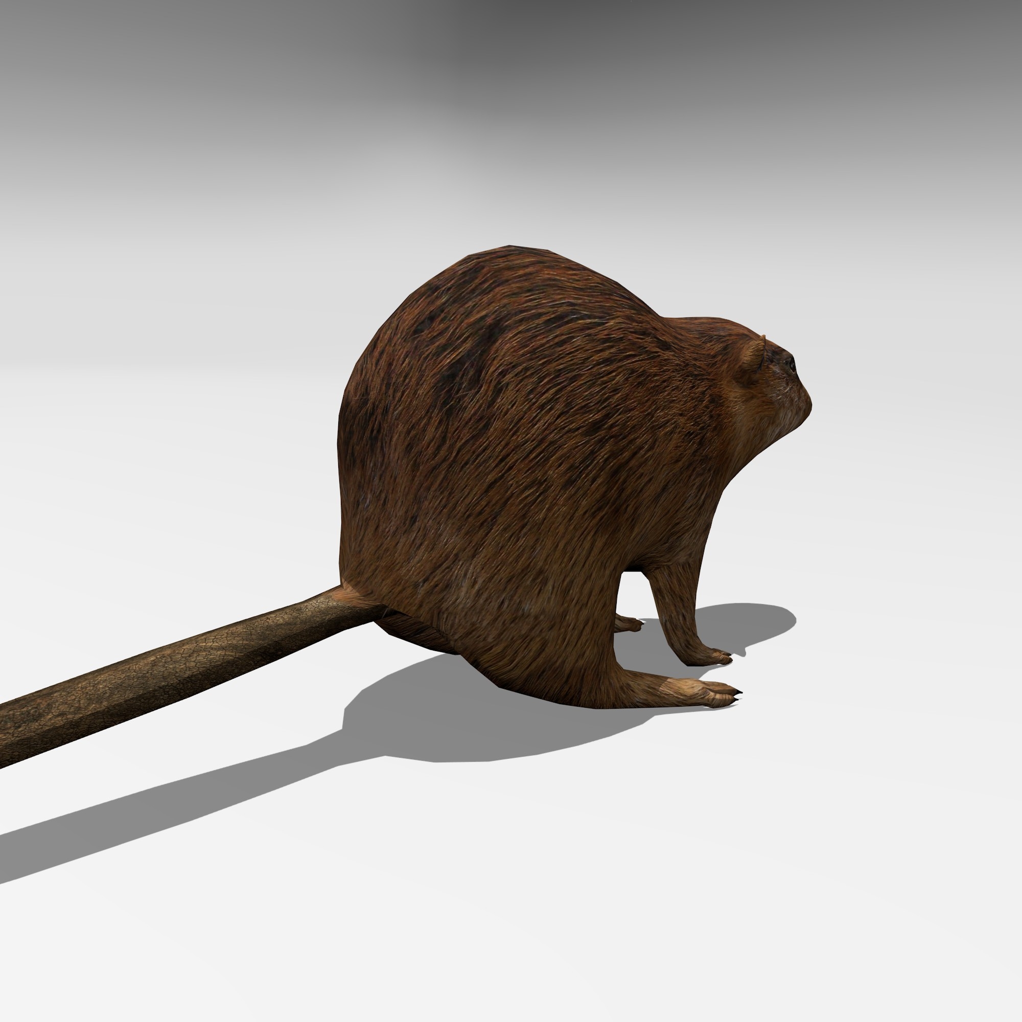 Beaver 3D model - TurboSquid 1218214
