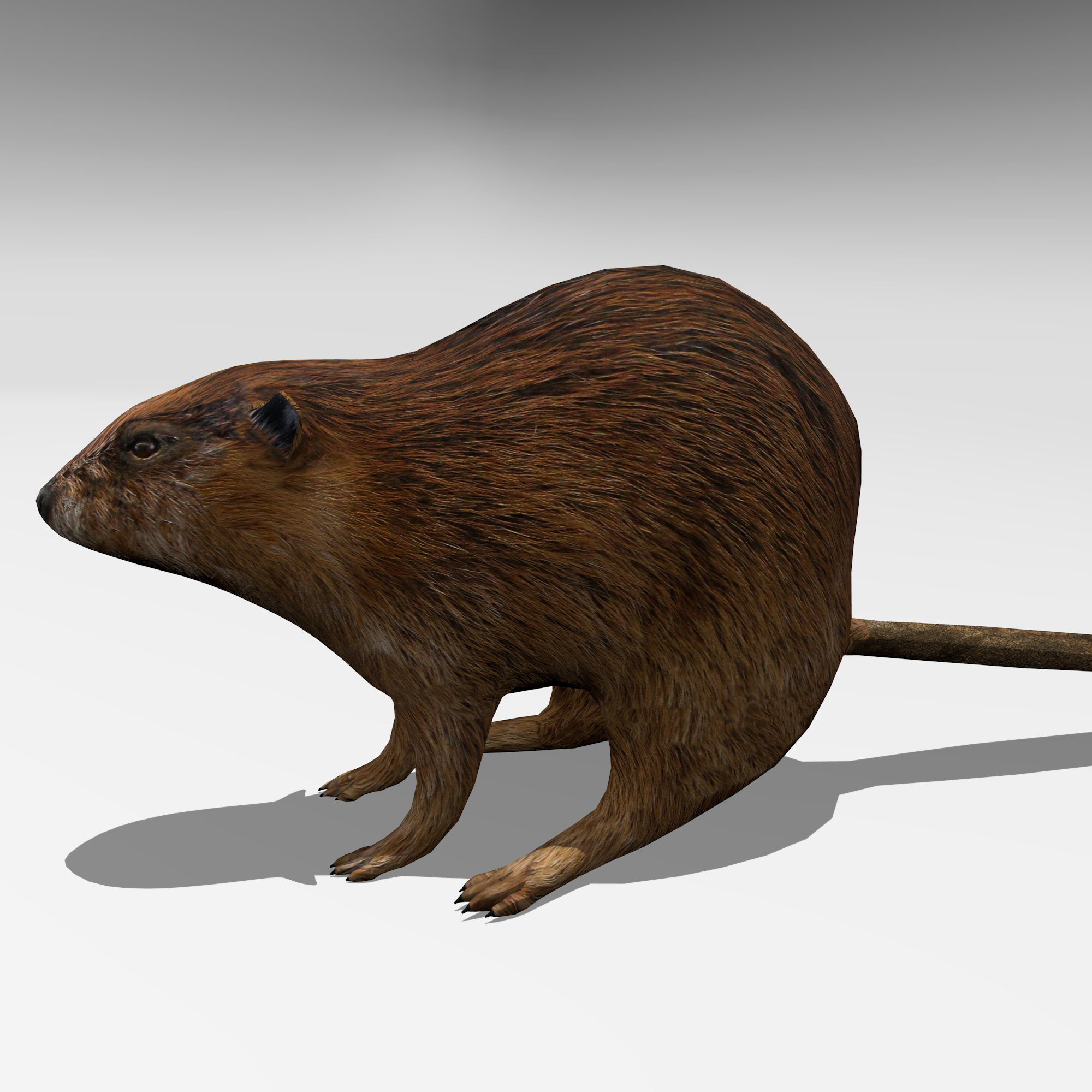 Beaver 3D model - TurboSquid 1218214