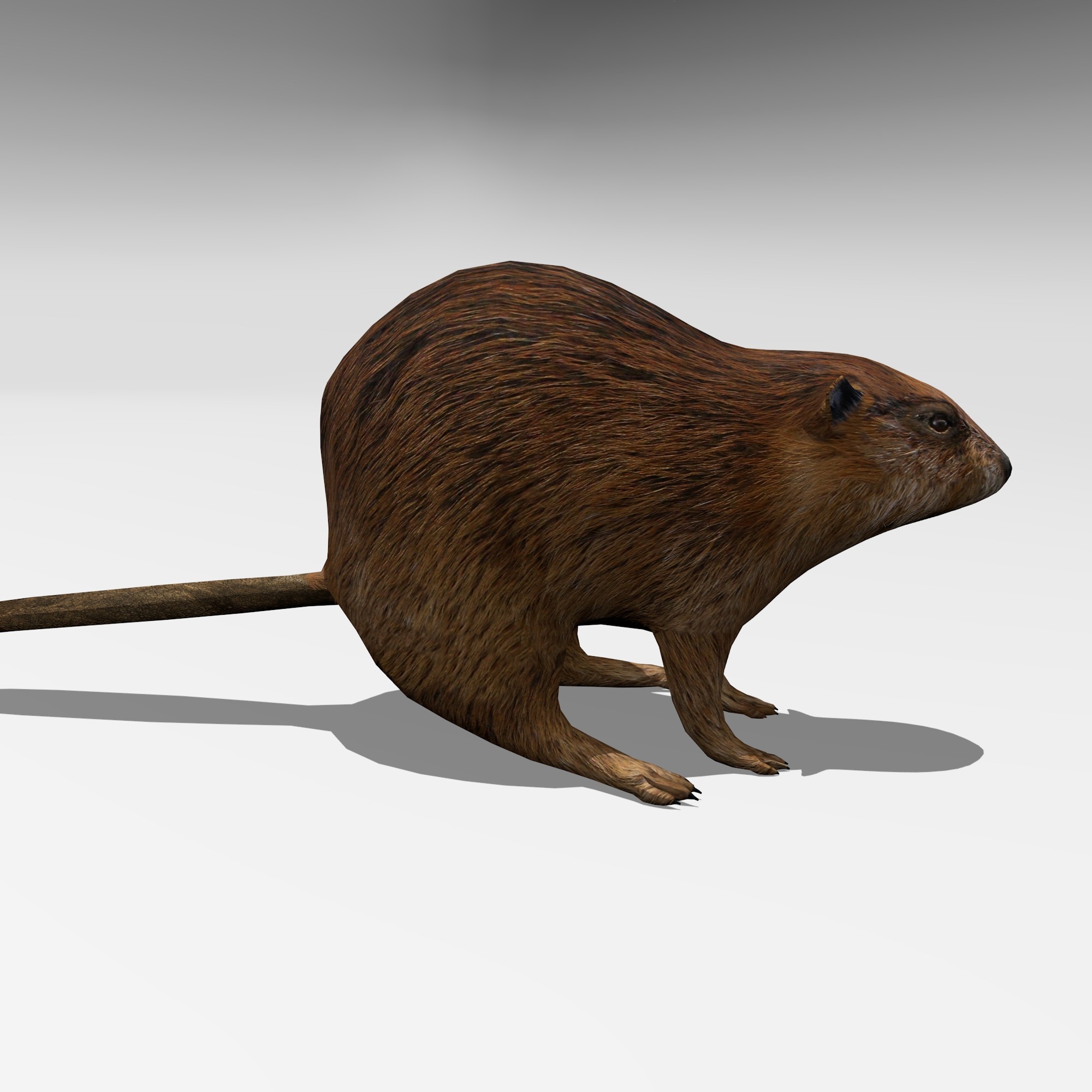 Beaver 3D model - TurboSquid 1218214