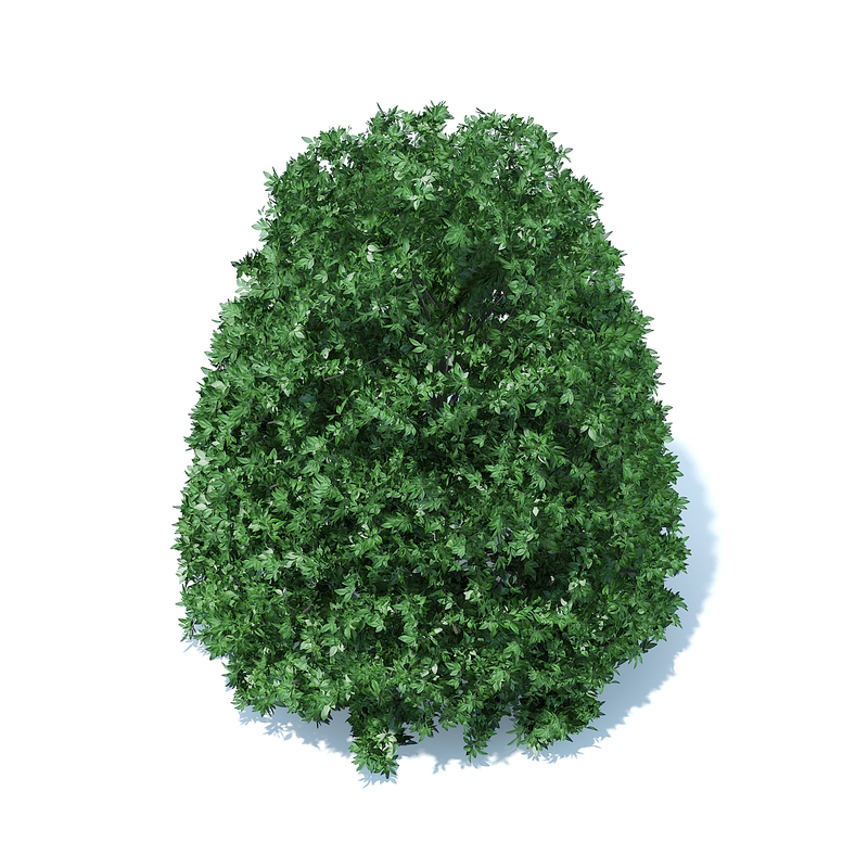 Shrub 3D model - TurboSquid 1218367