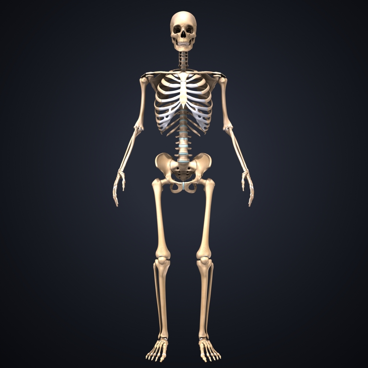 modèle 3D de Squelette avec nerfs - TurboSquid 1218743