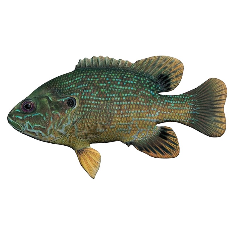 3D green sunfish fish aquarium - TurboSquid 1218790