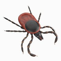 3D Tick Models | TurboSquid