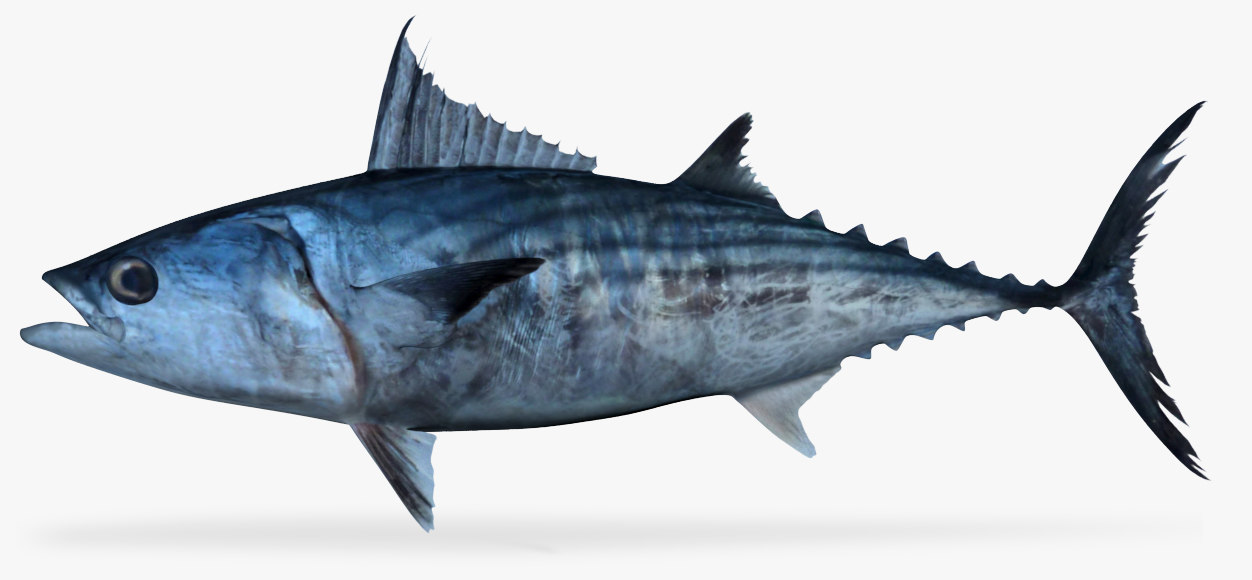 3D bonito fish - TurboSquid 1219712