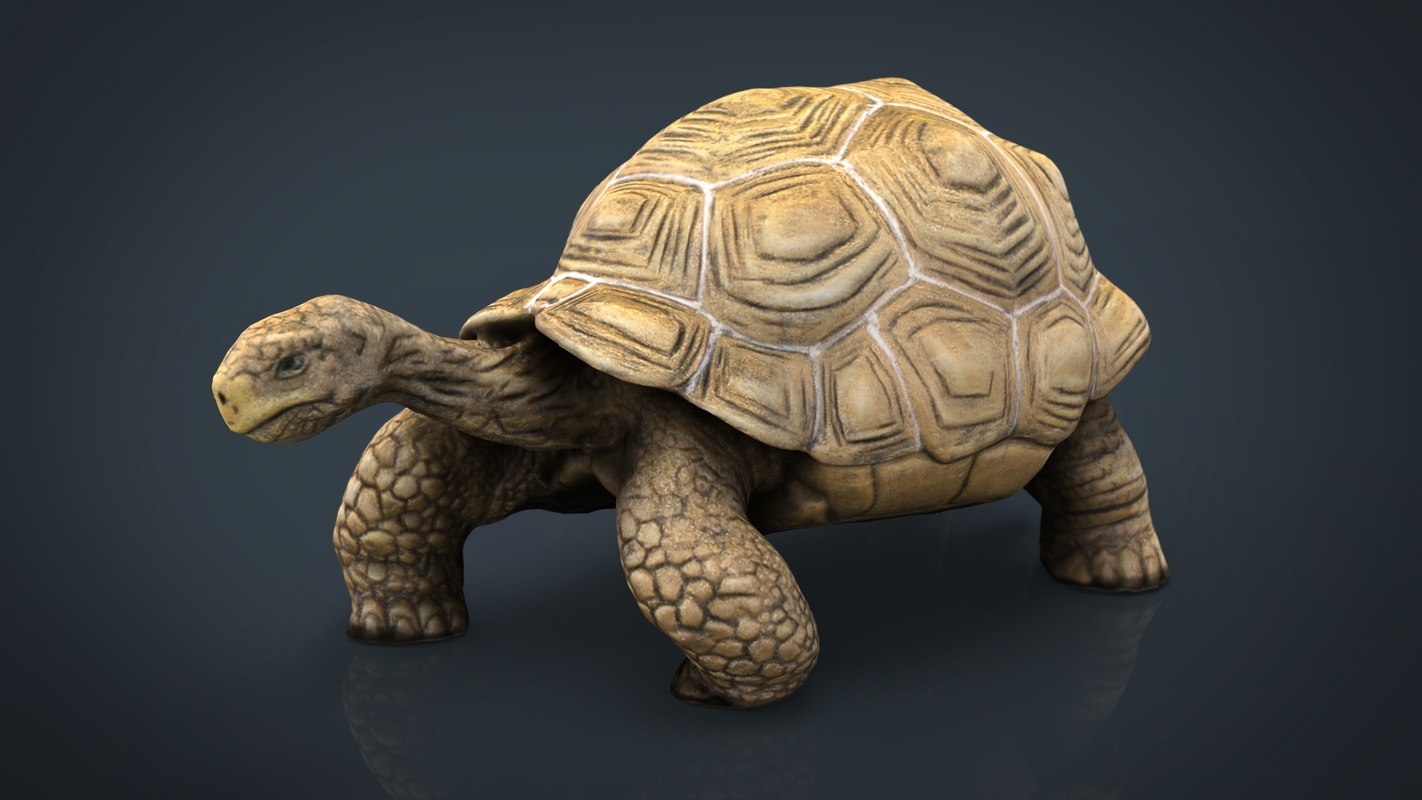 3D giant tortoise model - TurboSquid 1220296