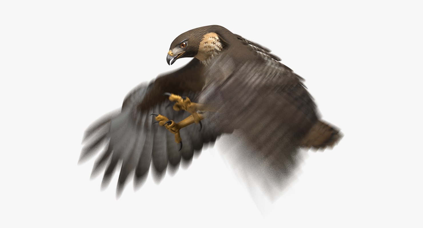 Red-tailed hawk animation tail model - TurboSquid 1220302