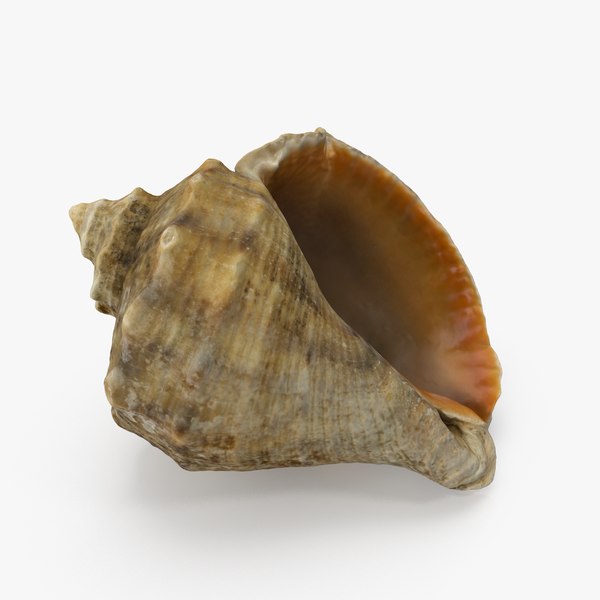 3D Shell Models | TurboSquid