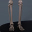 Realistic human skeleton 3D model - TurboSquid 1220440