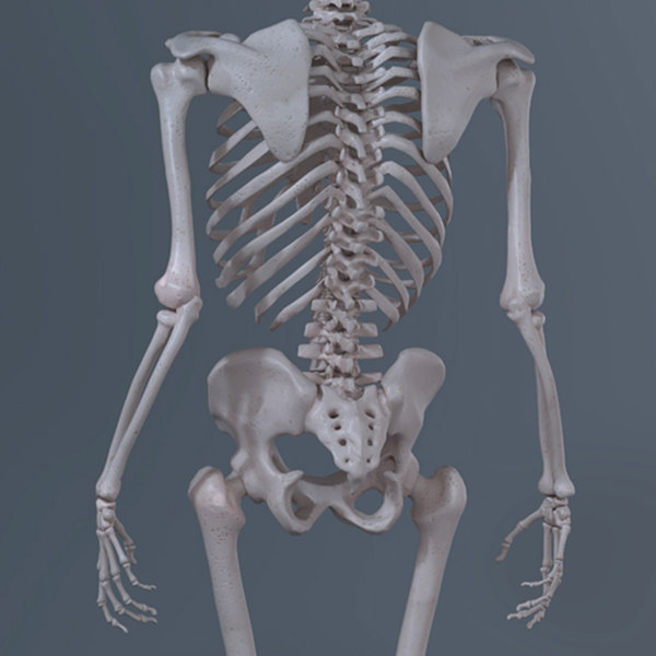 Realistic human skeleton 3D model - TurboSquid 1220440