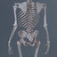 Realistic human skeleton 3D model - TurboSquid 1220440