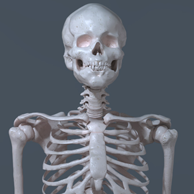 Realistic human skeleton 3D model - TurboSquid 1220440