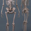 Realistic human skeleton 3D model - TurboSquid 1220440