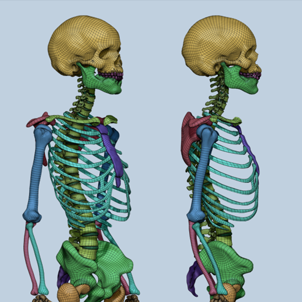 Realistic human skeleton 3D model - TurboSquid 1220440
