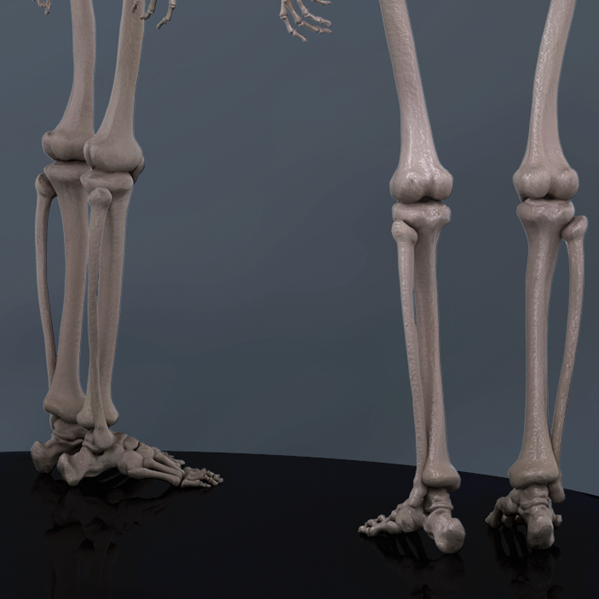 Realistic human skeleton 3D model - TurboSquid 1220440
