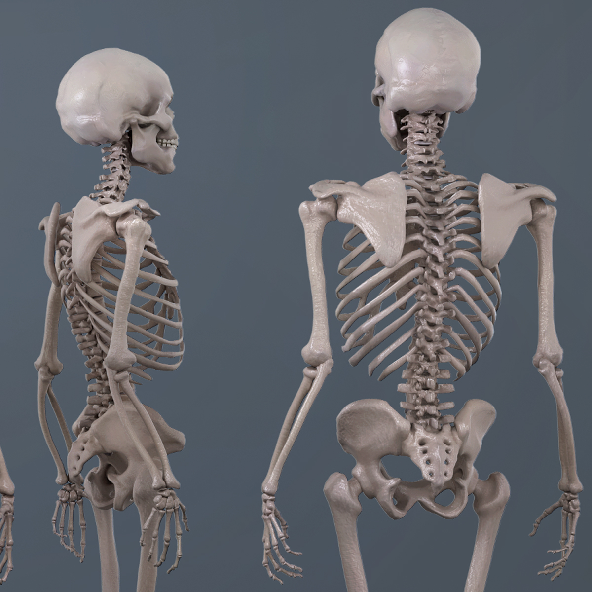 Realistic human skeleton 3D model - TurboSquid 1220440