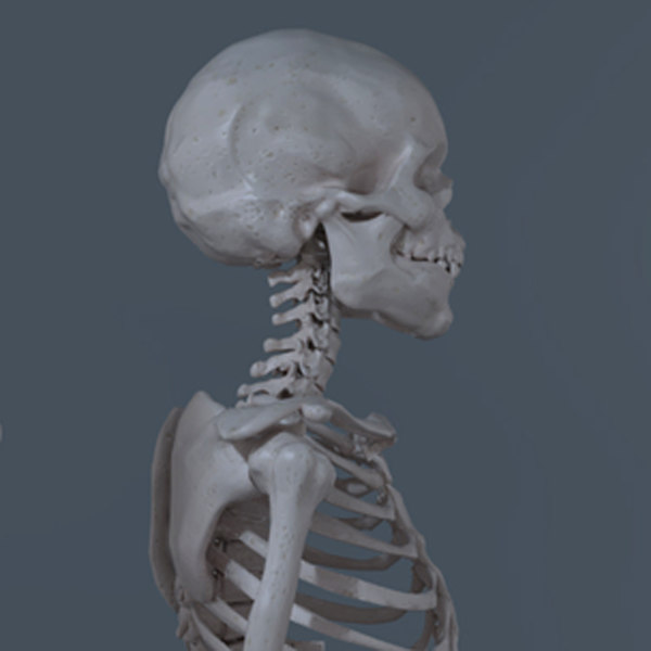 Realistic human skeleton 3D model - TurboSquid 1220440