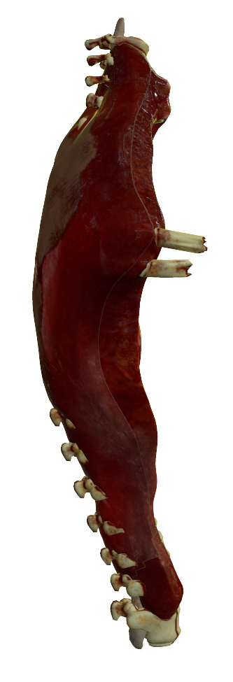 Spine hook 3D model - TurboSquid 1220694