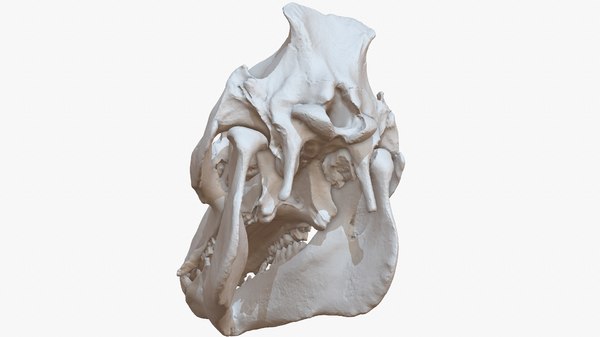 Pork skull raw scan 3D model - TurboSquid 1220843