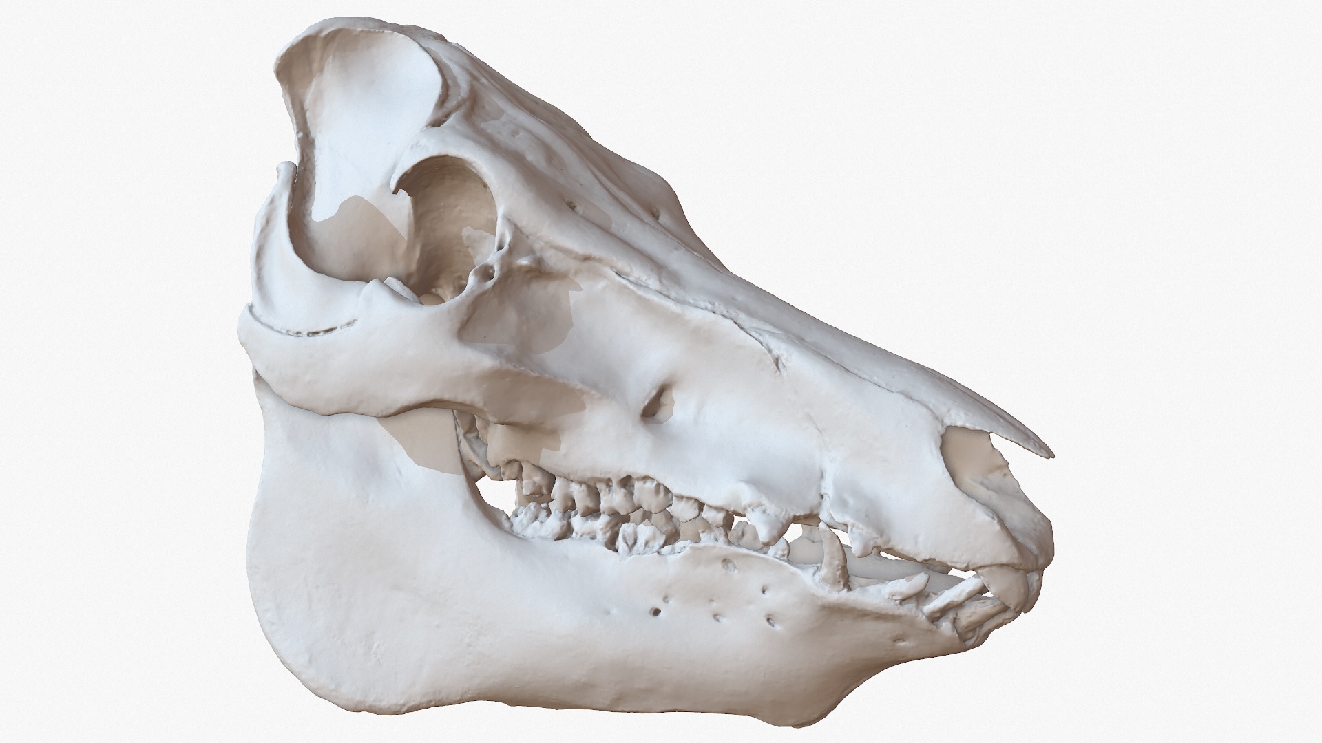 Pork skull raw scan 3D model - TurboSquid 1220843