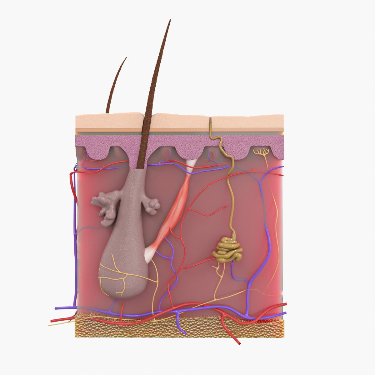 3D human skin structure - TurboSquid 1222133