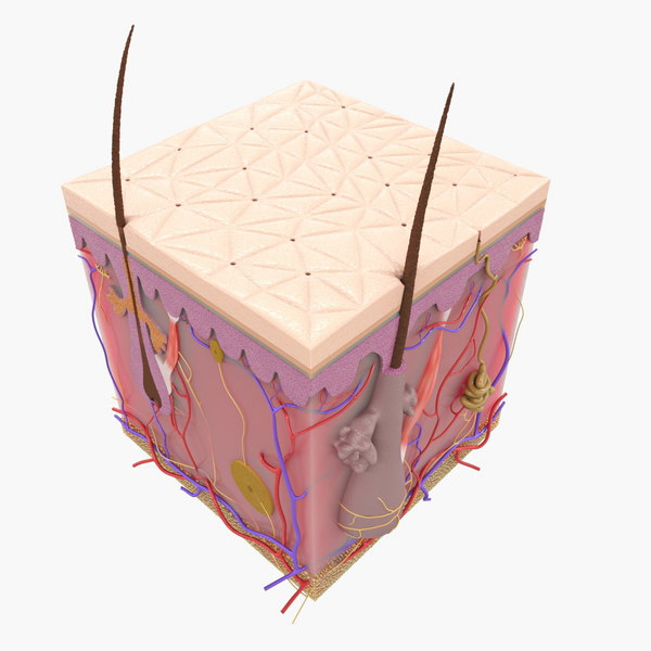 3D human skin structure - TurboSquid 1222133
