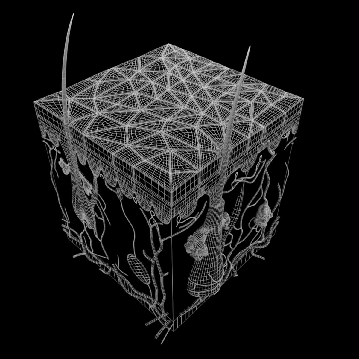 3D human skin structure - TurboSquid 1222133