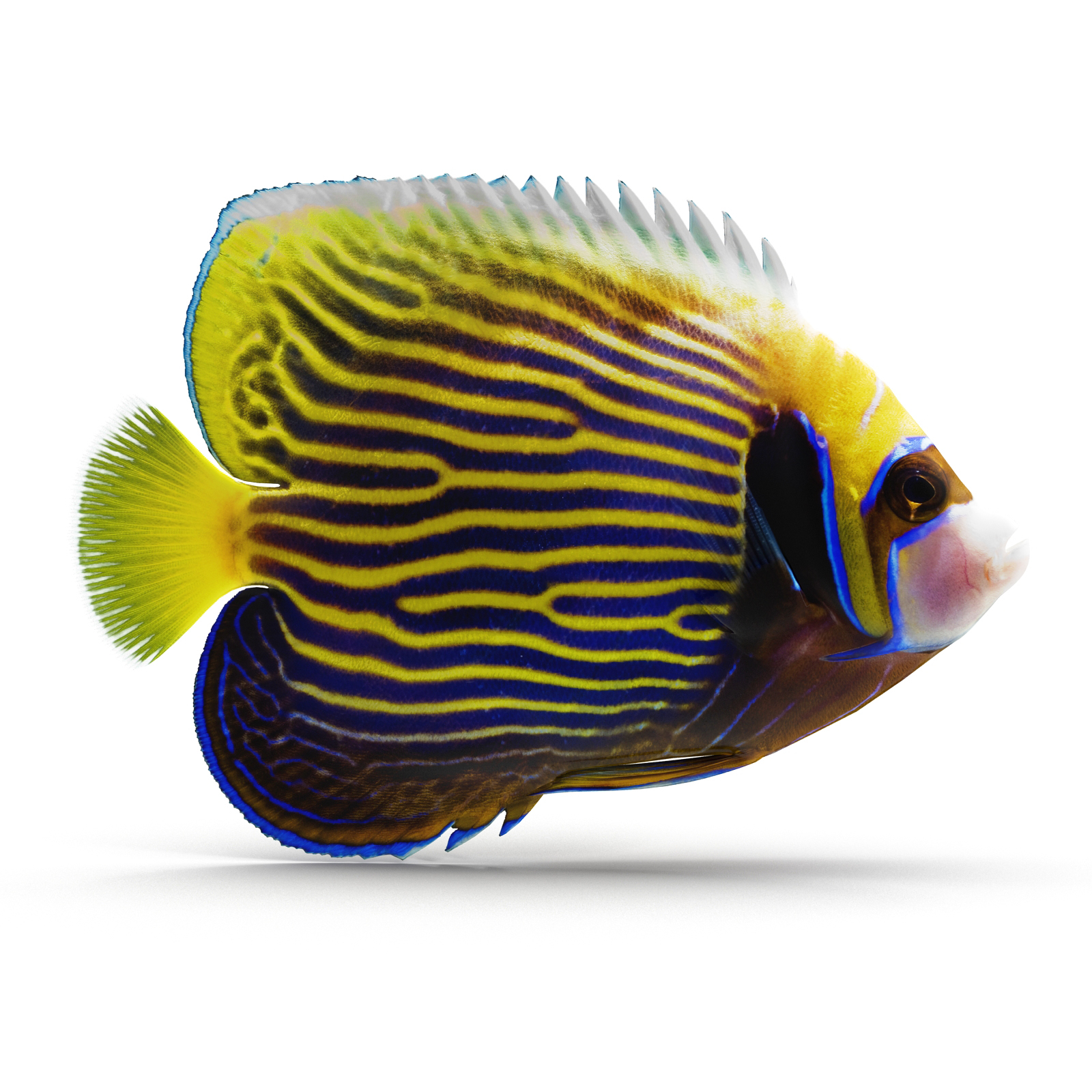 Butterflyfish angelfish angel fish 3D - TurboSquid 1222302