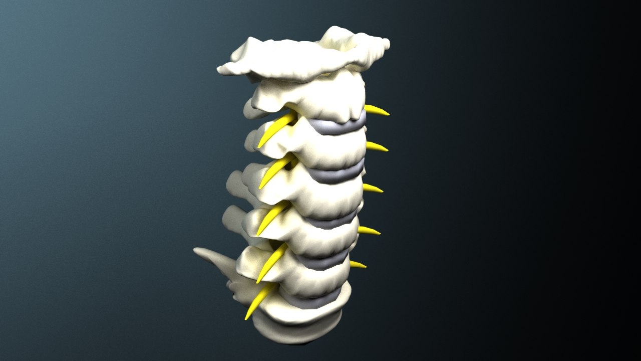 3D cervical spine cord - TurboSquid 1222335