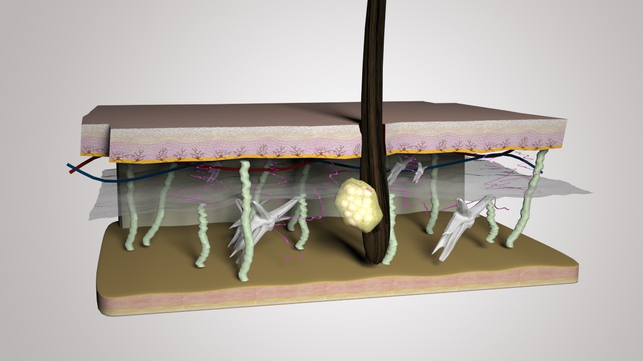 Layers skin hair 3D model - TurboSquid 1222355