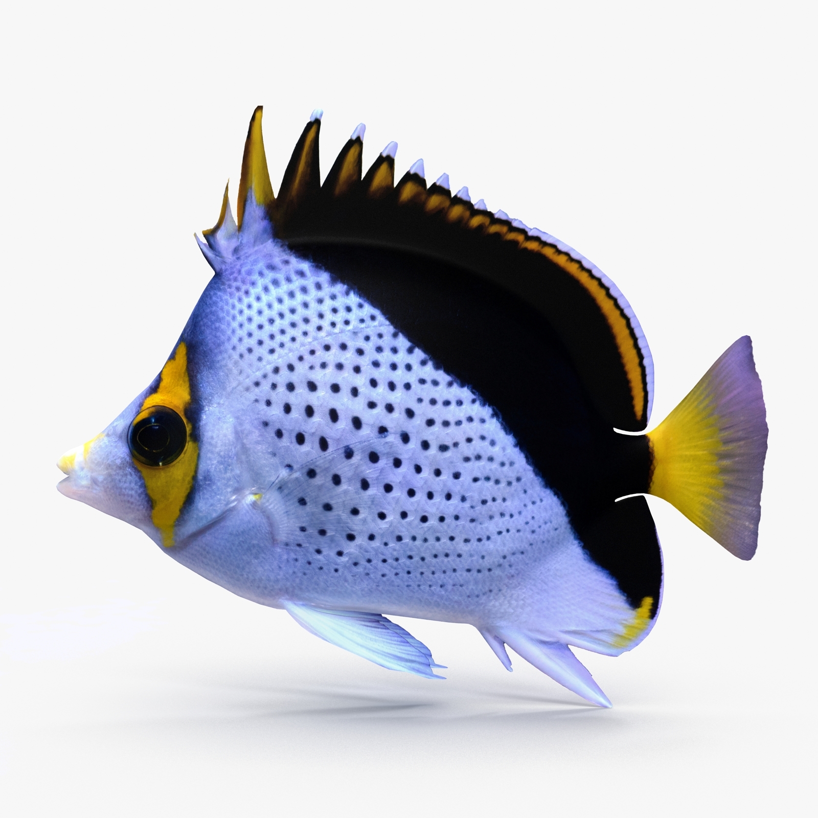 Reef fish 3D model - TurboSquid 1222381