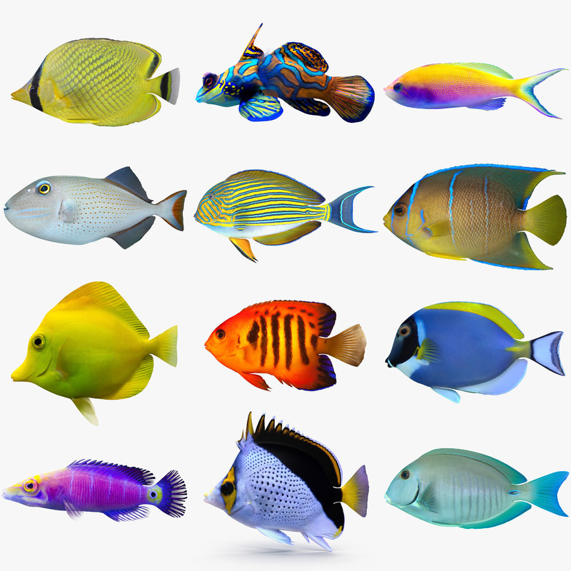 Reef fish 3D model - TurboSquid 1222381