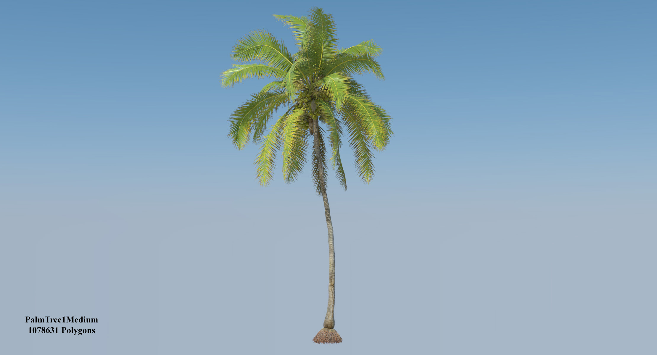 Coconut palm trees 3D model - TurboSquid 1222483