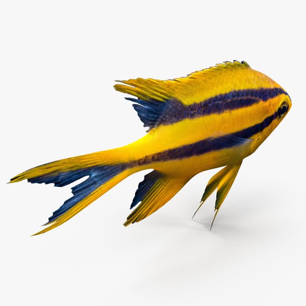 3D reef fish - TurboSquid 1222536