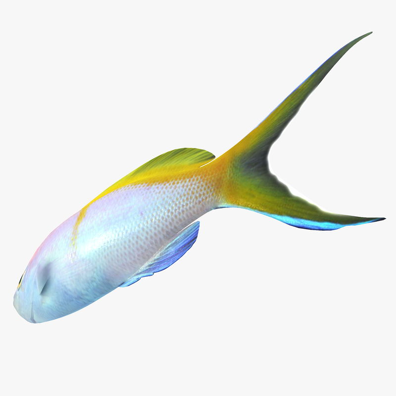 3D reef fish - TurboSquid 1222536