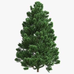 snow fir tree 3d model