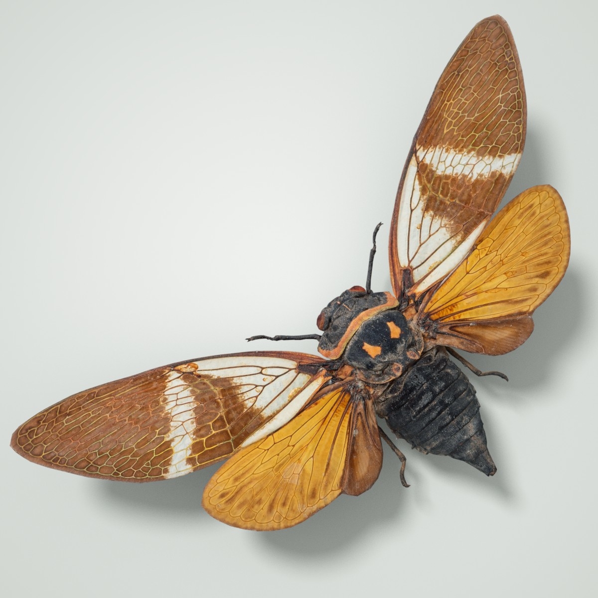 Modello 3D Anhamia Floridula Vietnam Cicade Insect - TurboSquid 1222685