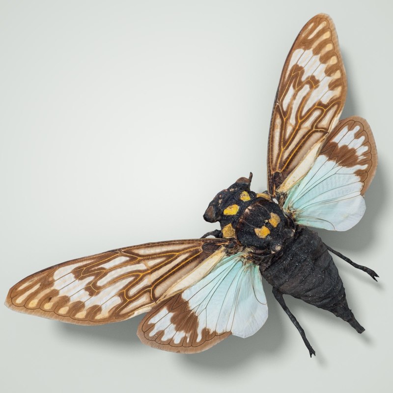 3D cicadinae tosena splendida burma - TurboSquid 1222687