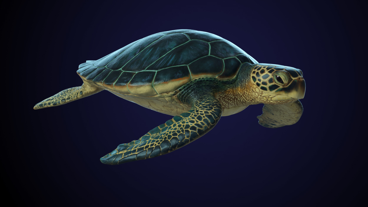 3D model photorealistic green sea turtle - TurboSquid 1222841