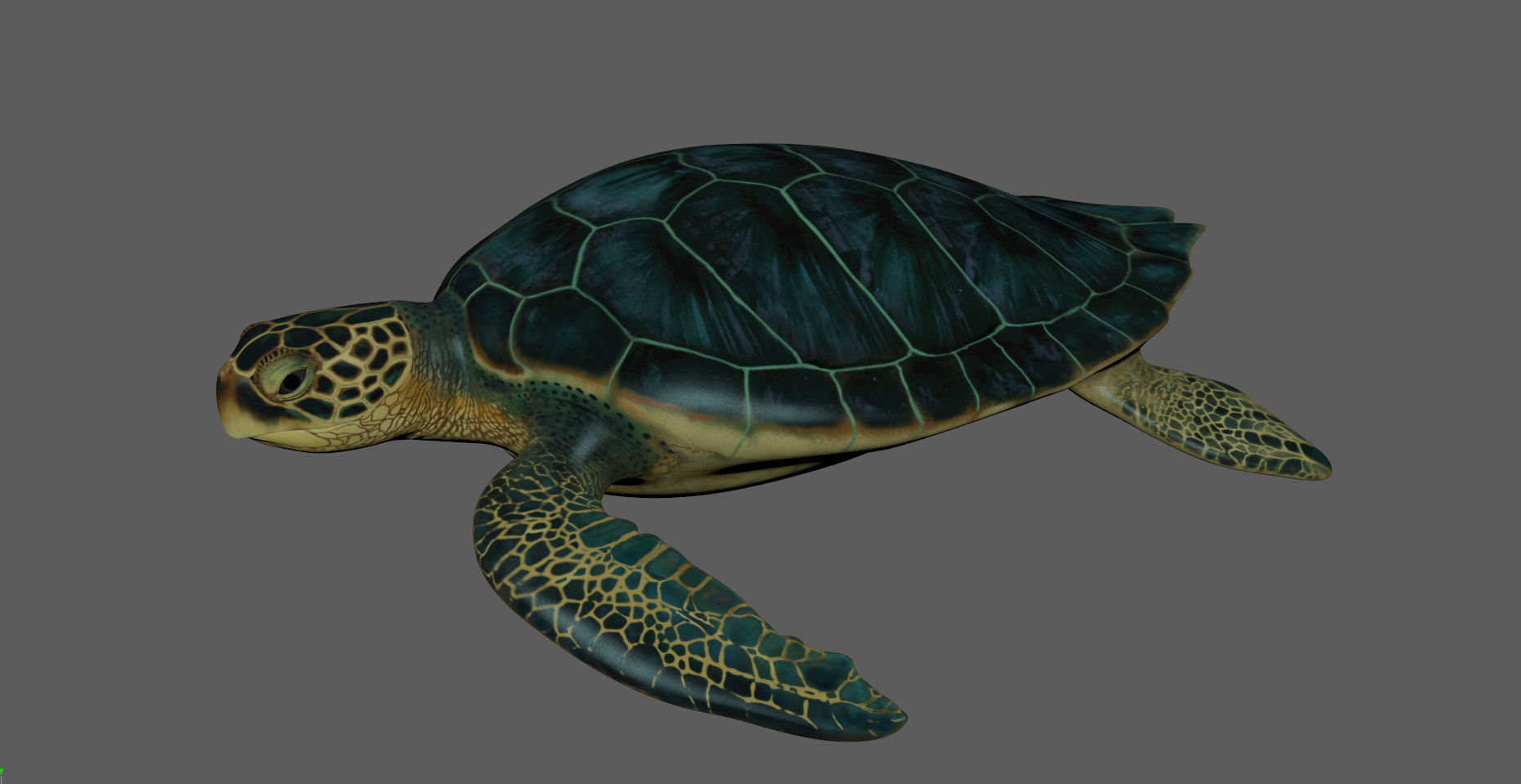 3D model photorealistic green sea turtle - TurboSquid 1222841