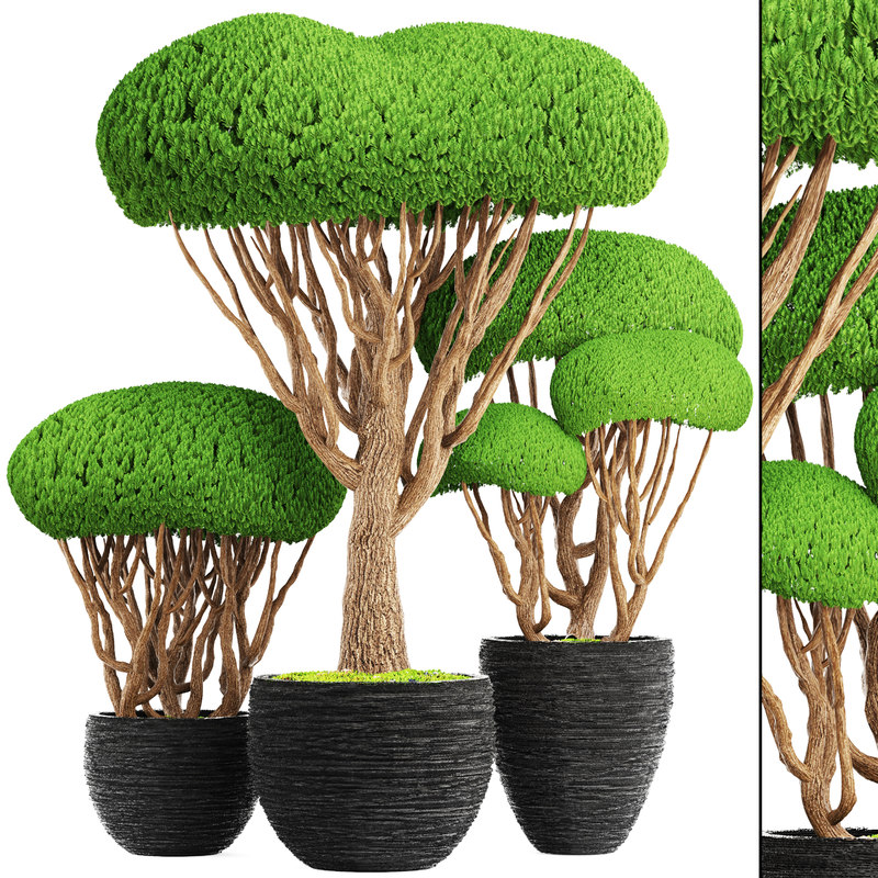 Bonsai tree 3D model - TurboSquid 1222986