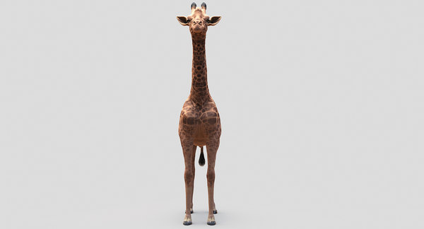 3D model realistic giraffe - TurboSquid 1223680