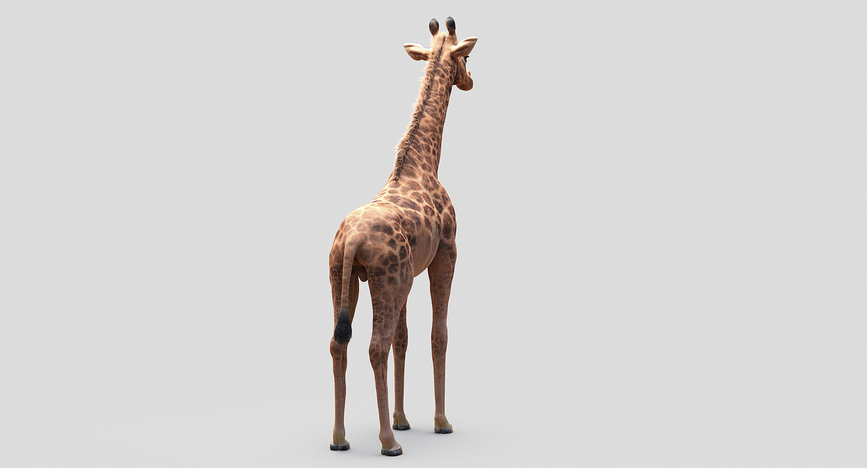 3D model realistic giraffe - TurboSquid 1223680