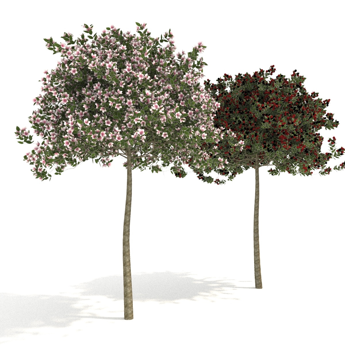3D evereste tree bark apple - TurboSquid 1224268