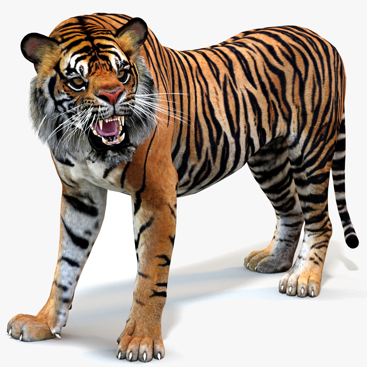 Sumatran tiger cat animation model - TurboSquid 1224349