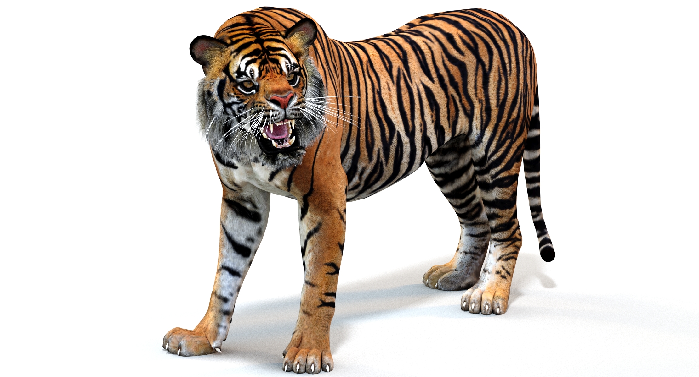 Sumatran tiger cat animation model - TurboSquid 1224349