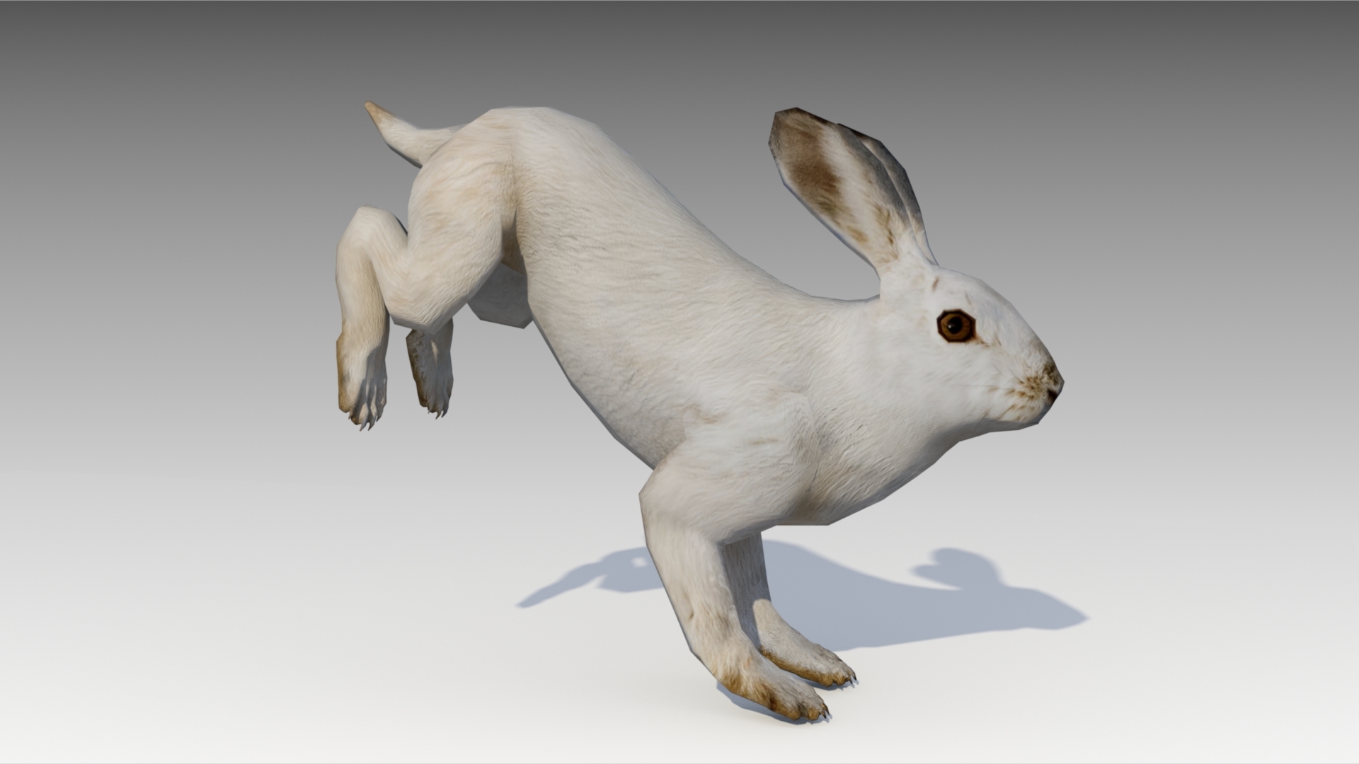 Arctic hare model - TurboSquid 1225320